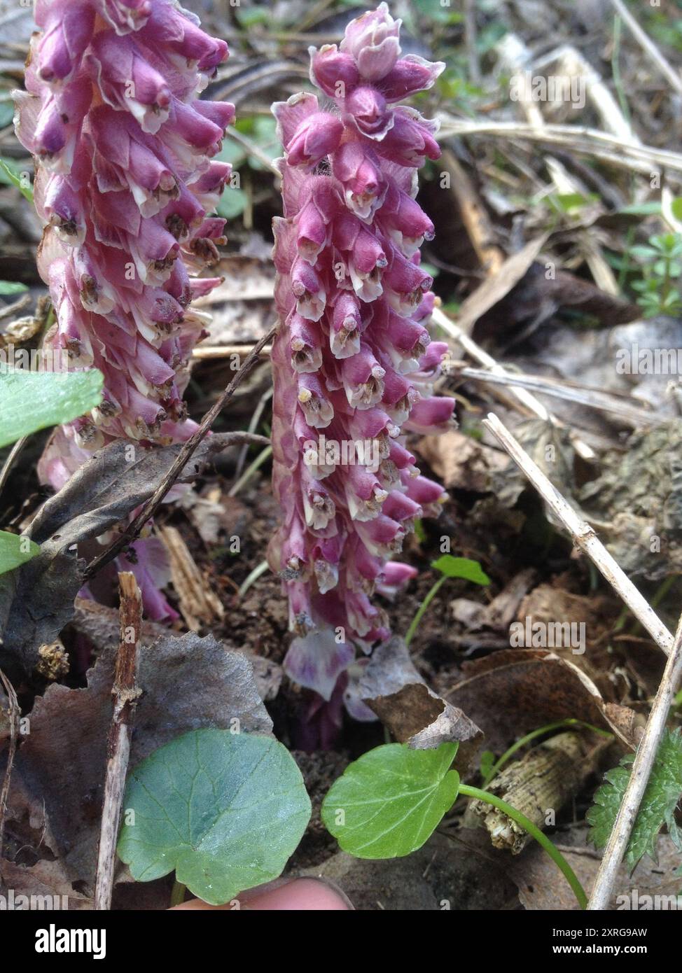 Common Toothwort (Lathraea squamaria) Plantae Stock Photo - Alamy