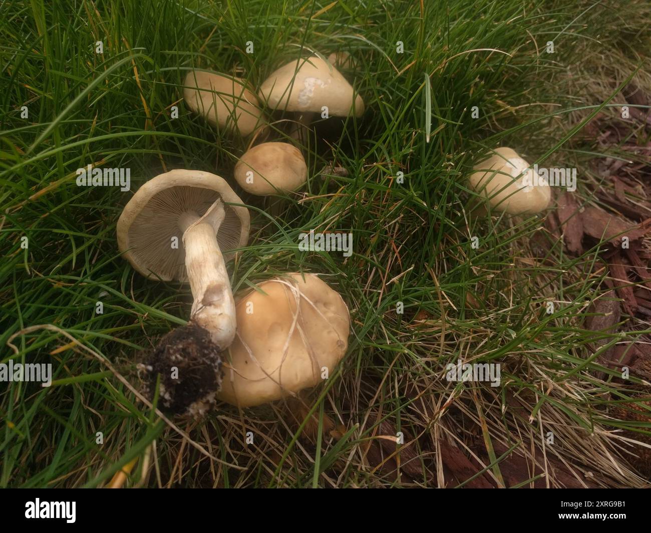 Spring Fieldcap (Agrocybe praecox) Fungi Stock Photo - Alamy