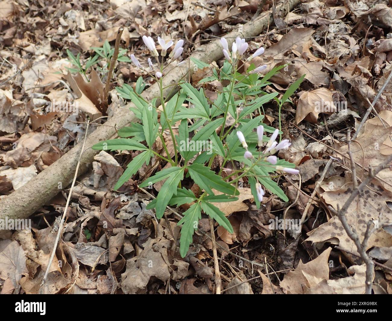 cut-leaved toothwort (Cardamine concatenata) Plantae Stock Photo - Alamy