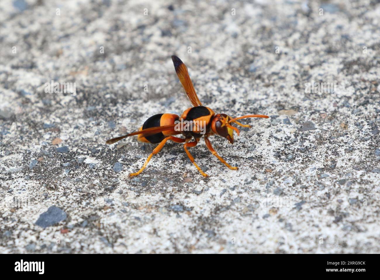 Abispa ephippium hi-res stock photography and images - Alamy