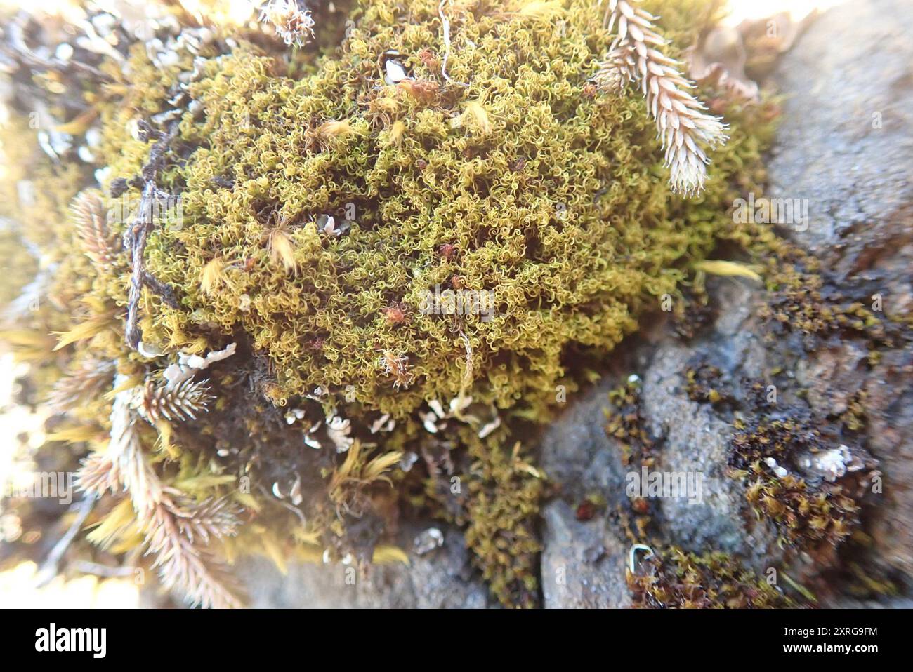Twisted Moss (Tortella tortuosa) Plantae Stock Photo - Alamy