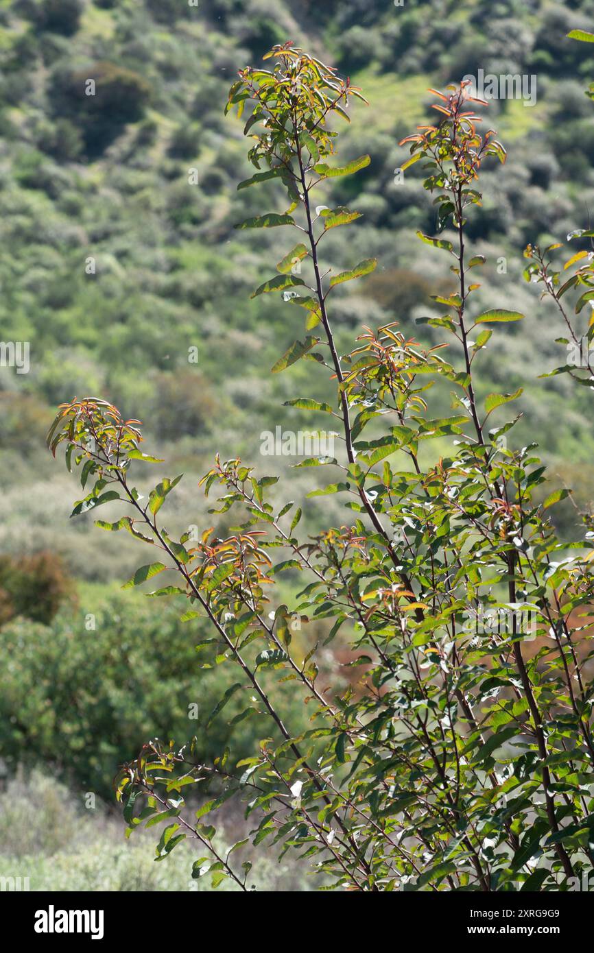 laurel sumac (Malosma laurina) Plantae Stock Photo - Alamy