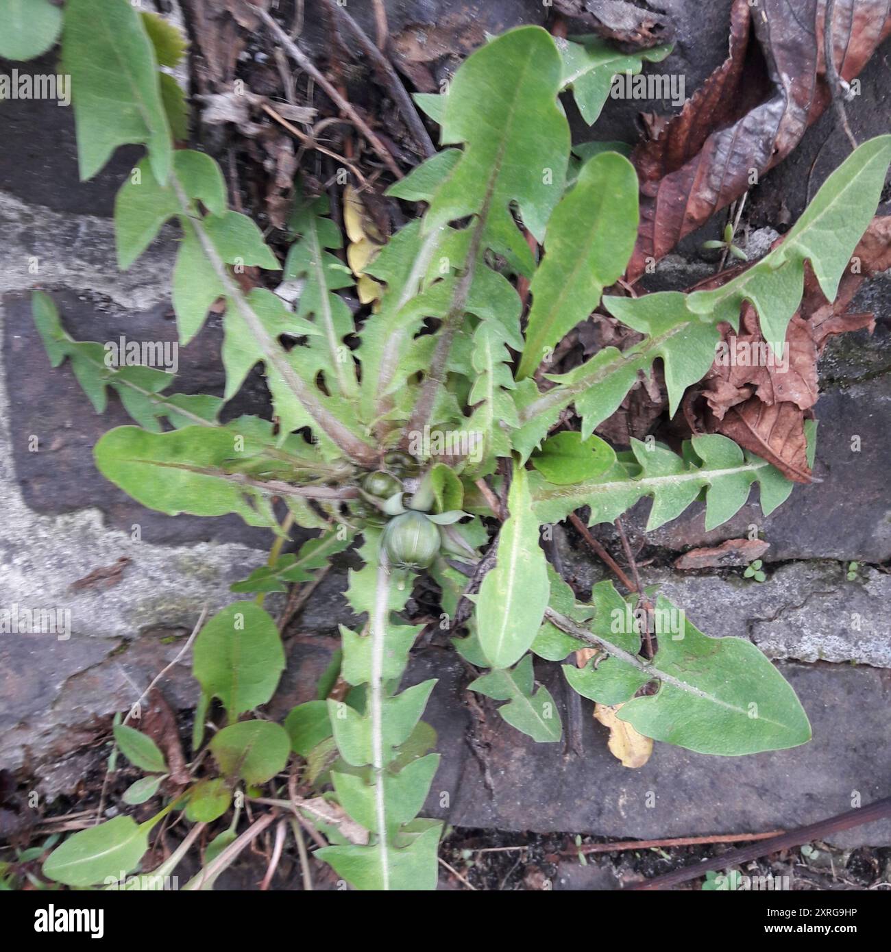common dandelion (Taraxacum officinale) Plantae Stock Photo - Alamy