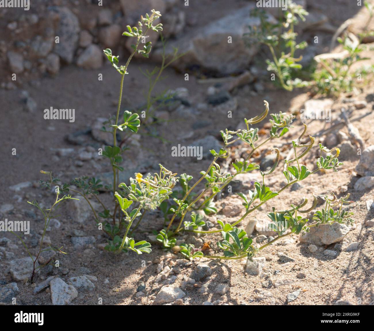 strigose lotus (Acmispon strigosus) Plantae Stock Photo - Alamy
