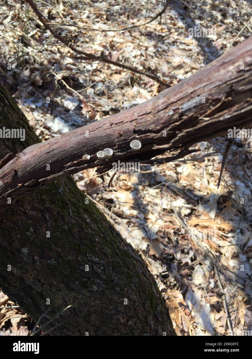bird's nest fungi (Nidulariaceae) Fungi Stock Photo - Alamy