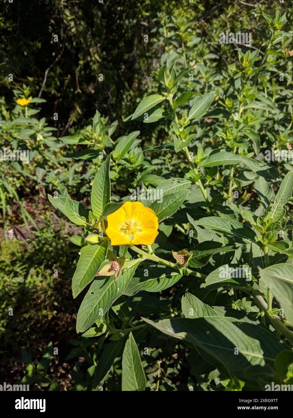 Peruvian primrose-willow (Ludwigia peruviana) Plantae Stock Photo - Alamy