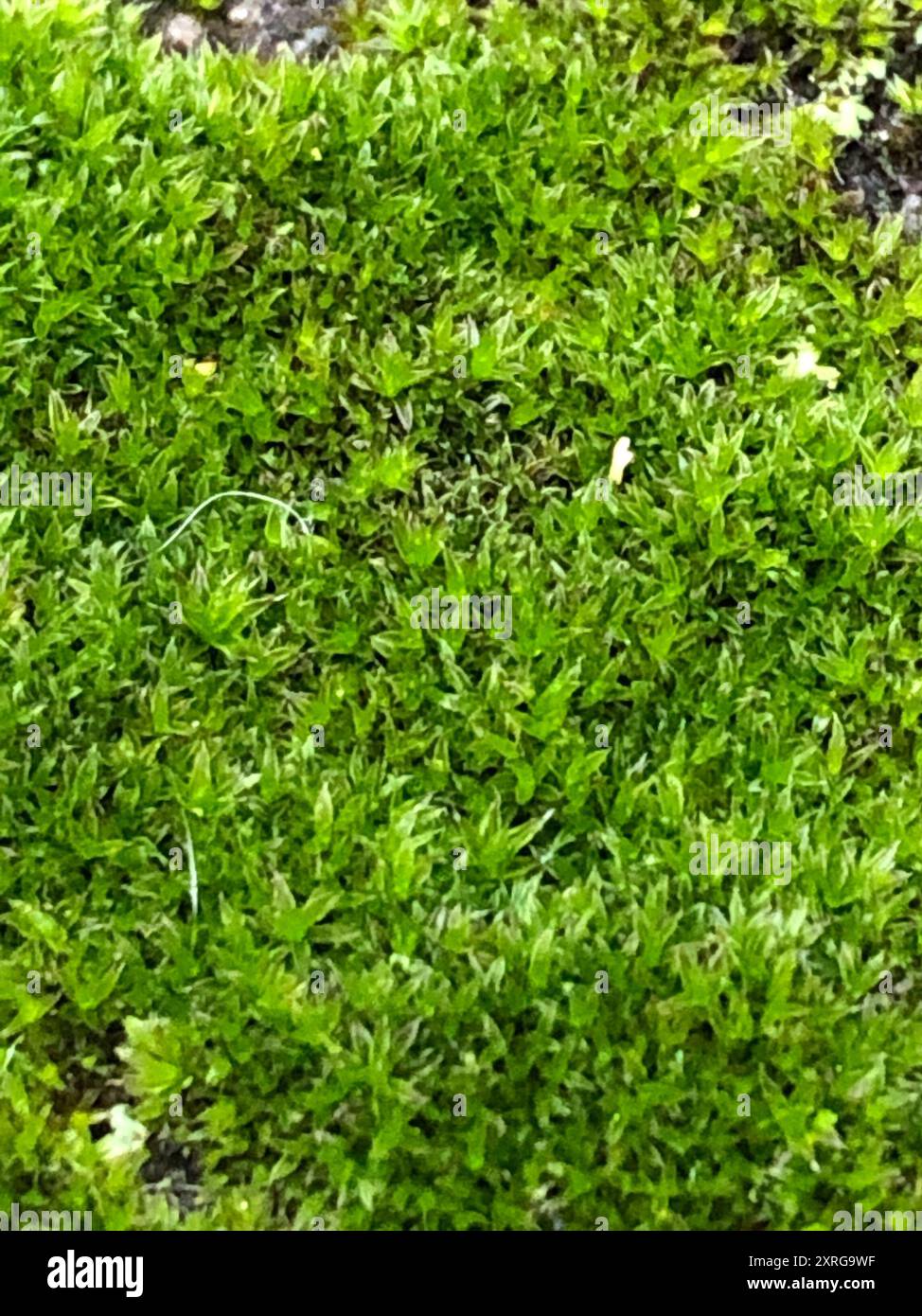 Star Moss (Syntrichia ruralis) Plantae Stock Photo - Alamy