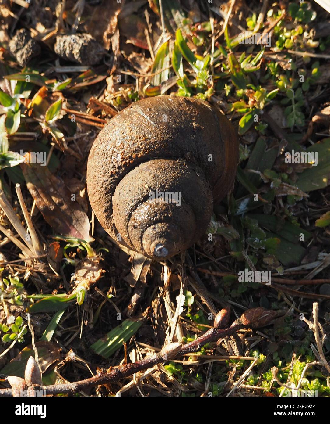 Chinese Mystery Snail (Cipangopaludina chinensis) Mollusca Stock Photo ...