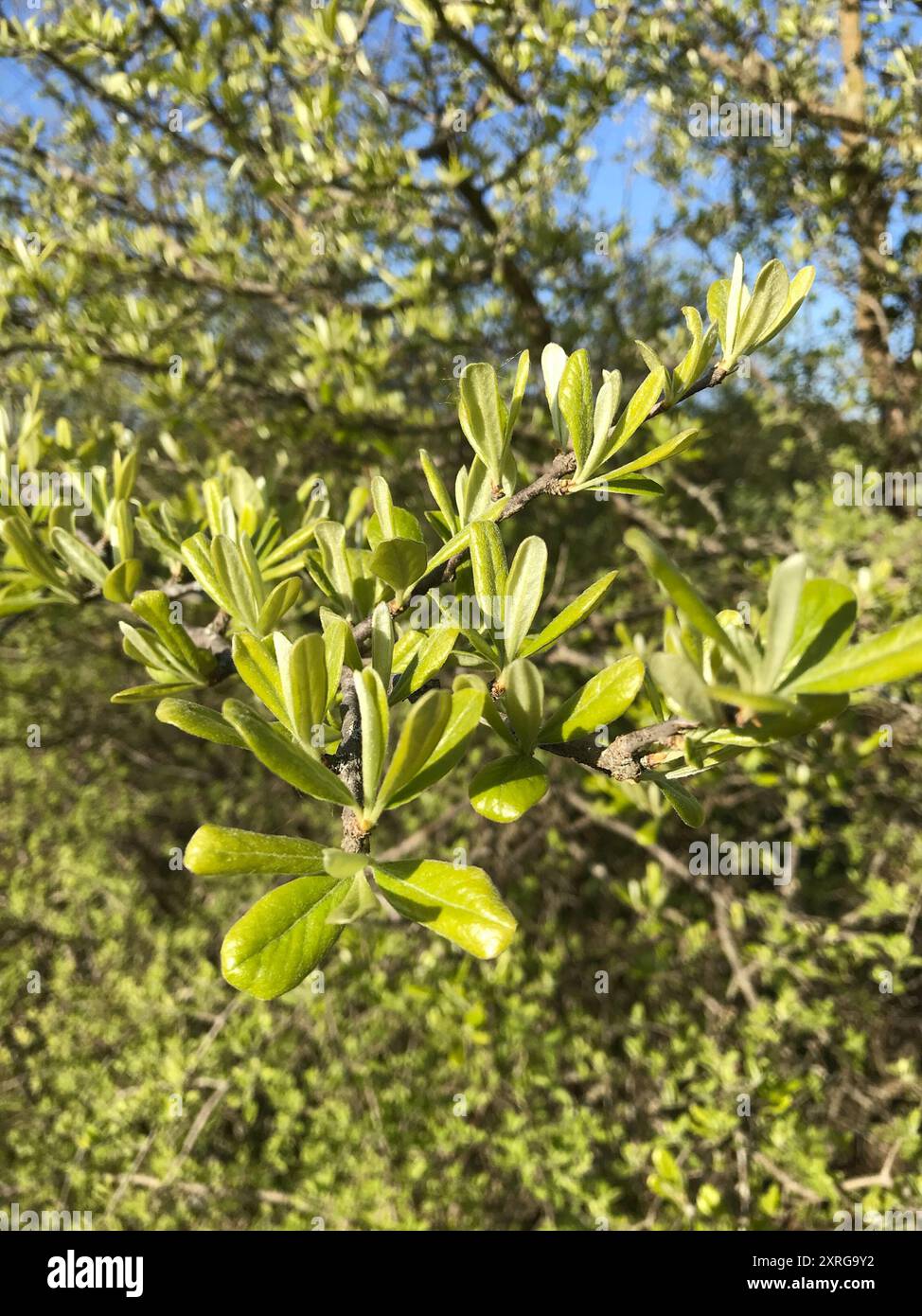 Gum bumelia (Sideroxylon lanuginosum) Plantae Stock Photo - Alamy