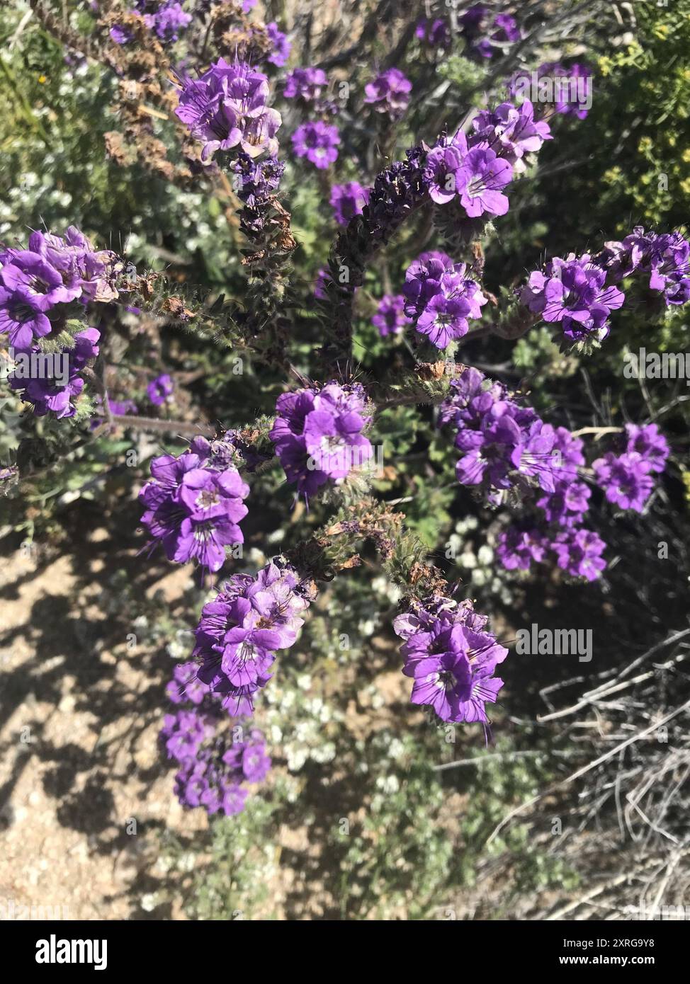 Notch-leaf Scorpionweed (Phacelia crenulata) Plantae Stock Photo - Alamy