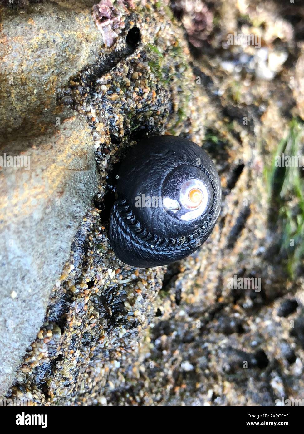 Black Tegula (Tegula funebralis) Mollusca Stock Photo - Alamy