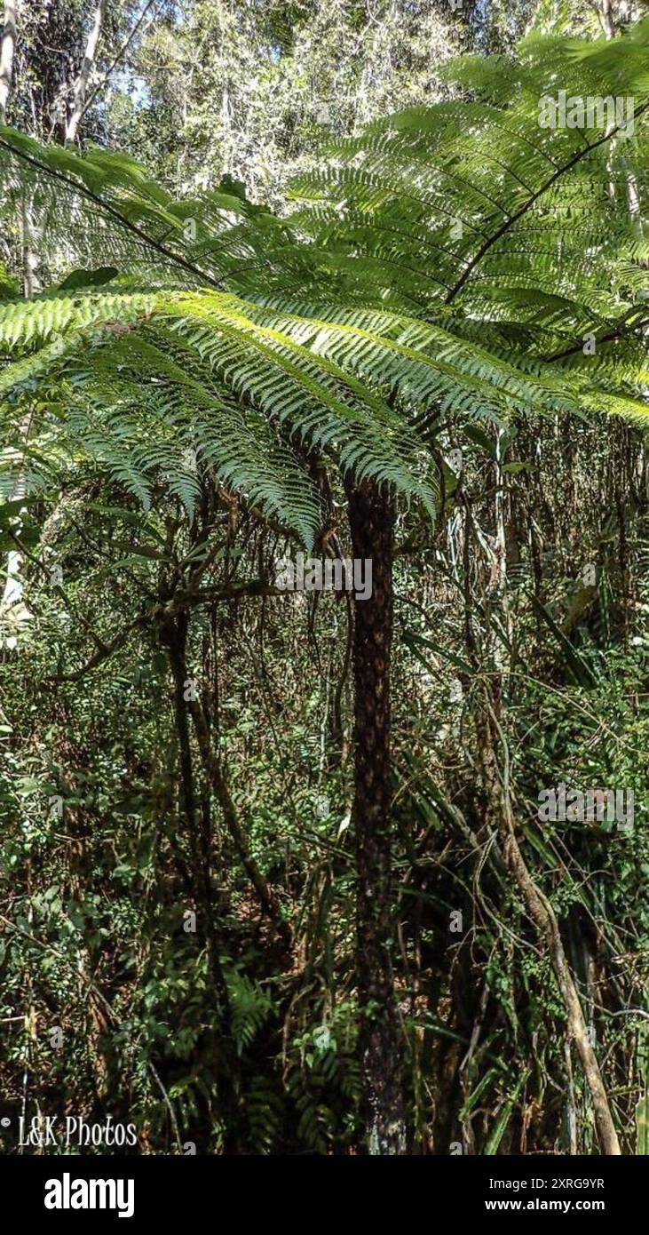 Tree Ferns and Allies (Cyatheales) Plantae Stock Photo - Alamy
