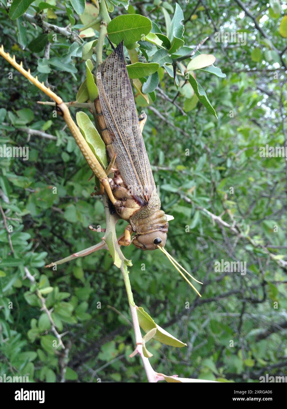 Violet-winged Grasshopper (Tropidacris collaris) Insecta Stock Photo ...