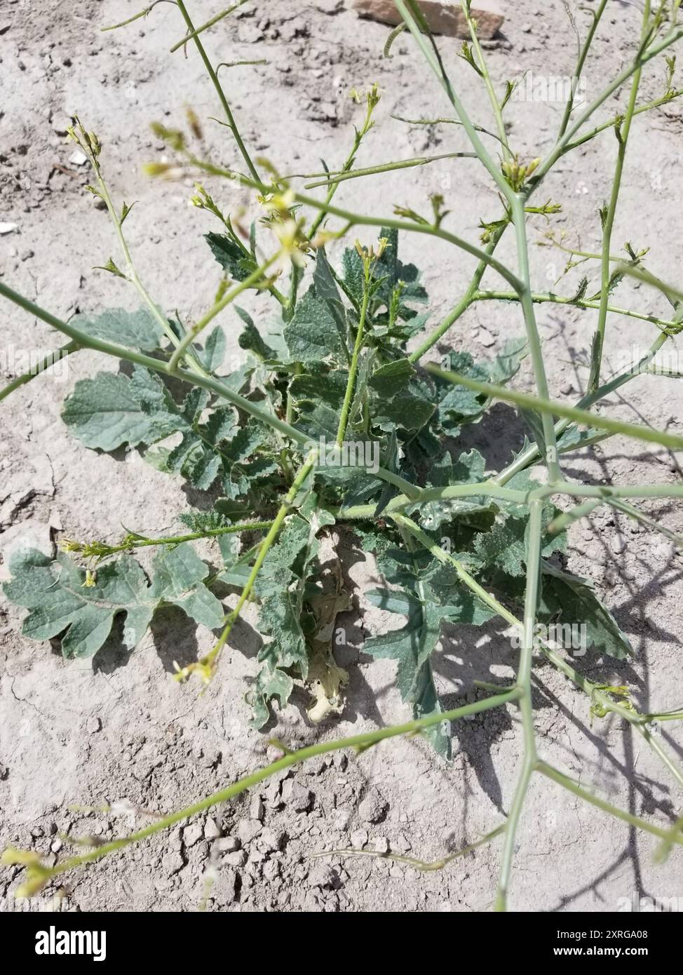Saharan Mustard (Brassica tournefortii) Plantae Stock Photo - Alamy
