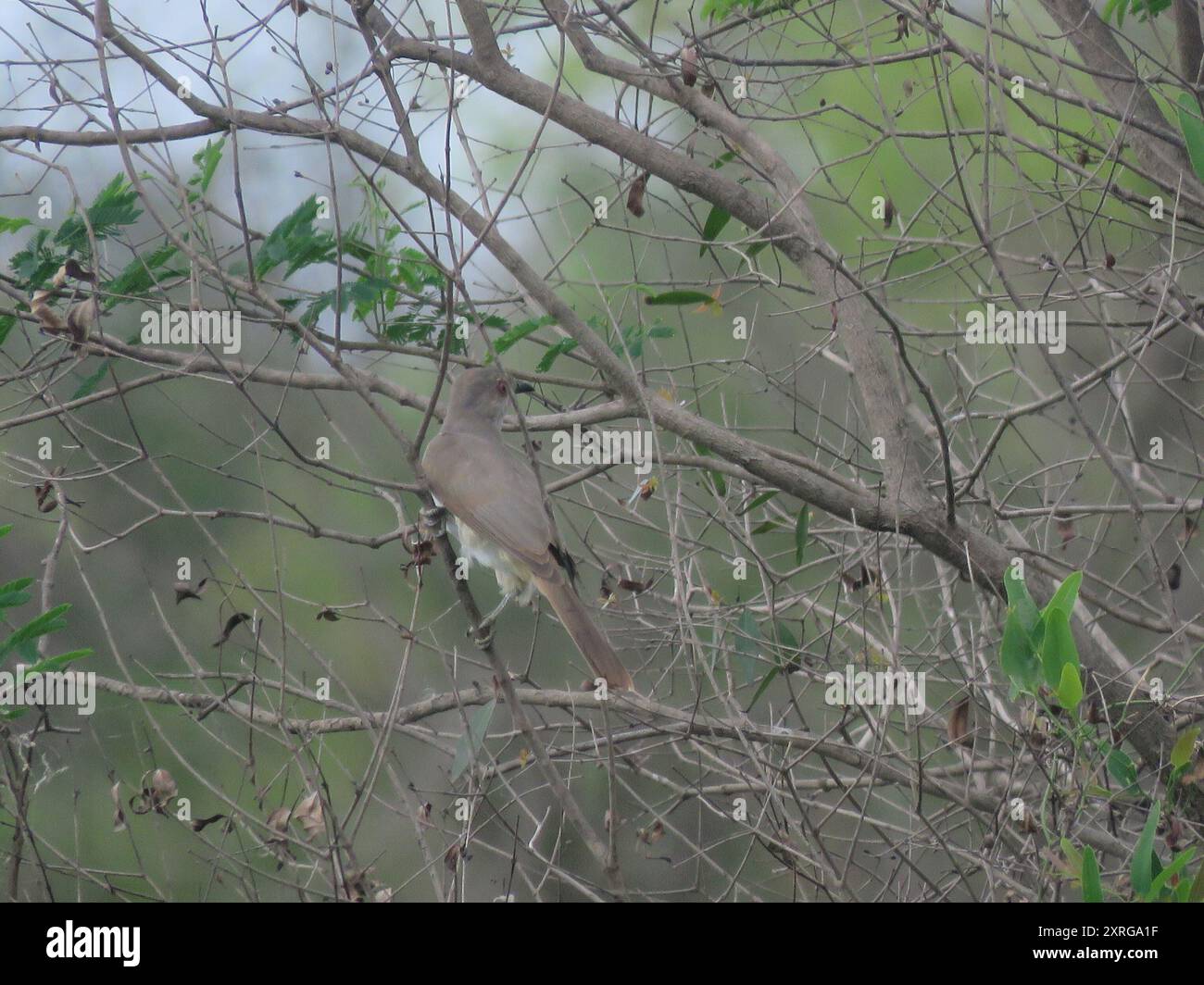 Ash-colored Cuckoo (Coccycua cinerea) Aves Stock Photo - Alamy