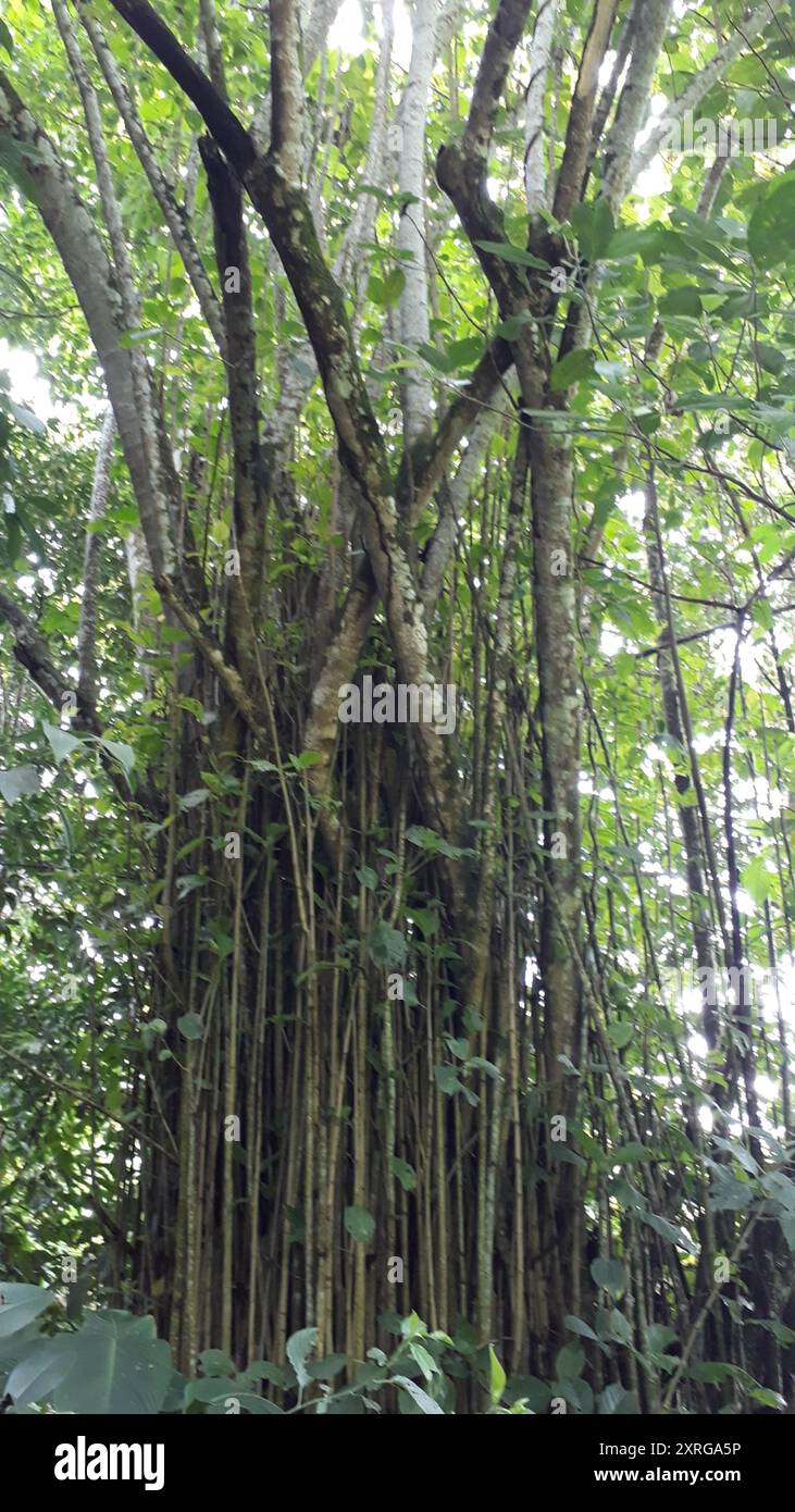 Trichanthera gigantea hi-res stock photography and images - Alamy