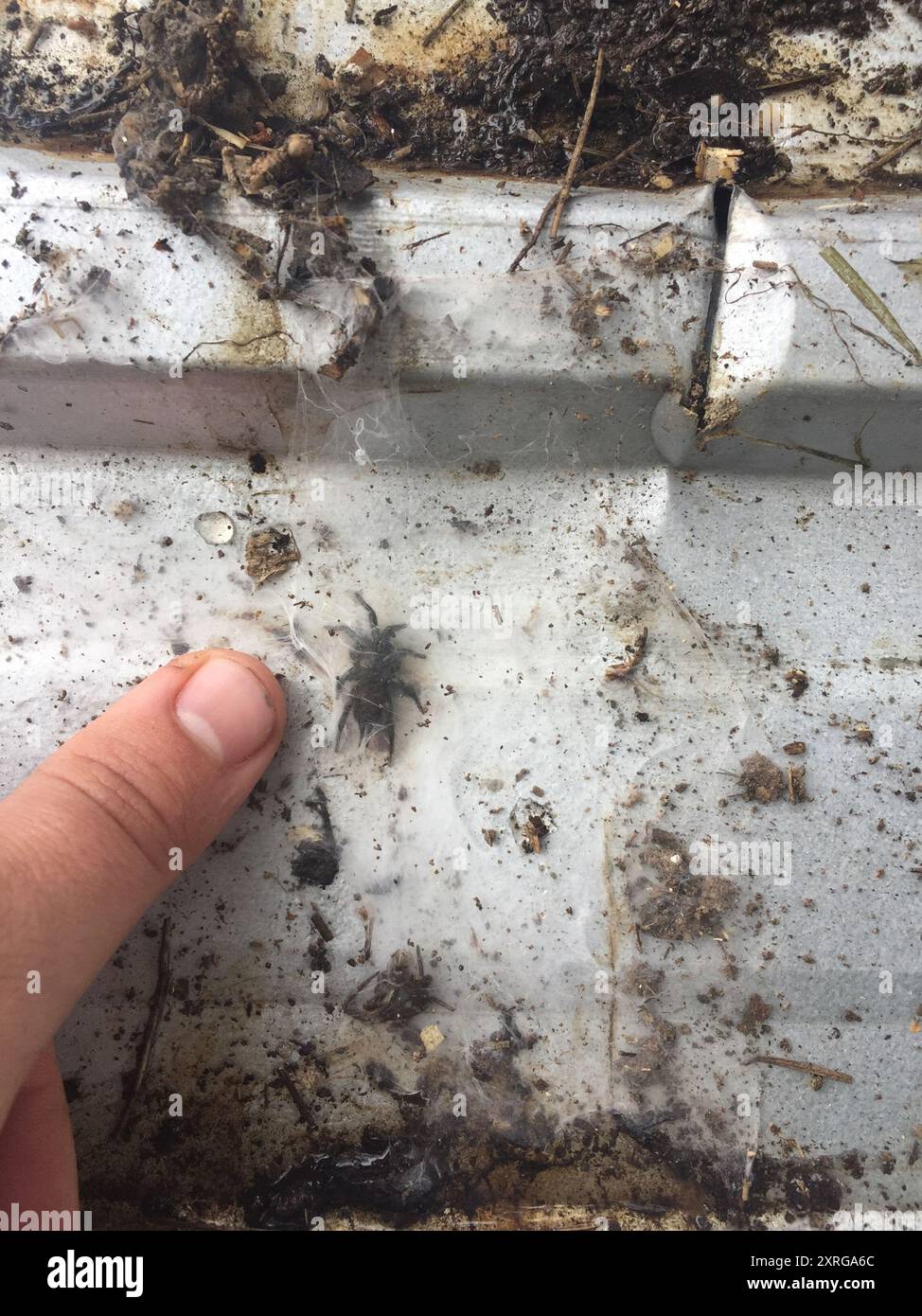 Banded Tunnelweb Spiders (Hexathele) Arachnida Stock Photo - Alamy