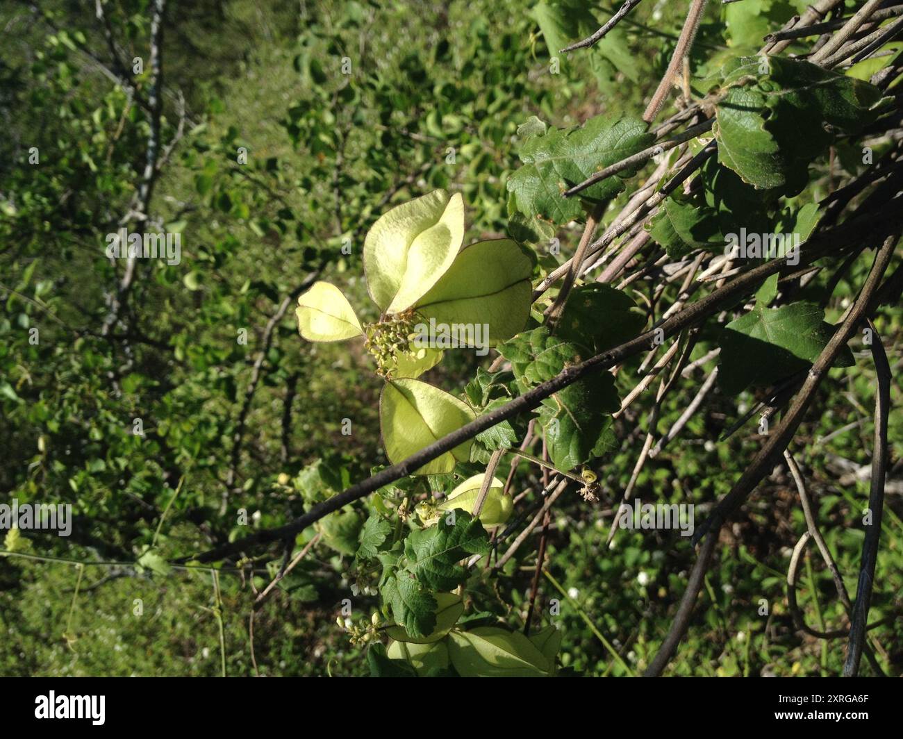 (Urvillea chacoensis) Plantae Stock Photo - Alamy