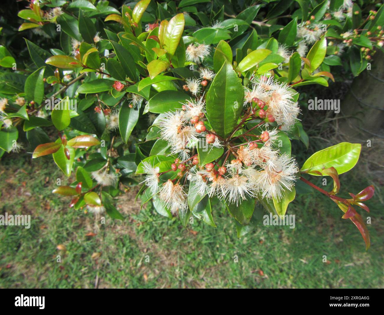 Brush Cherry (Syzygium paniculatum) Plantae Stock Photo - Alamy