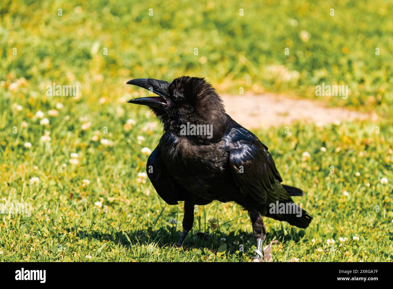 Cape crow or black crow (Corvus capensis Stock Photo - Alamy