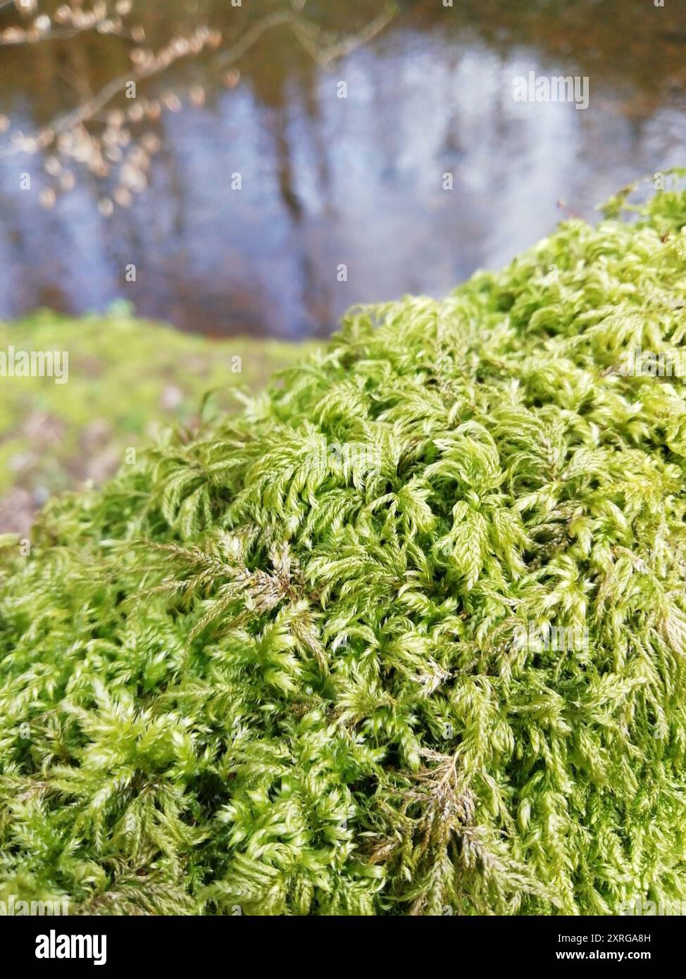 Larger mouse tail moss hi-res stock photography and images - Alamy