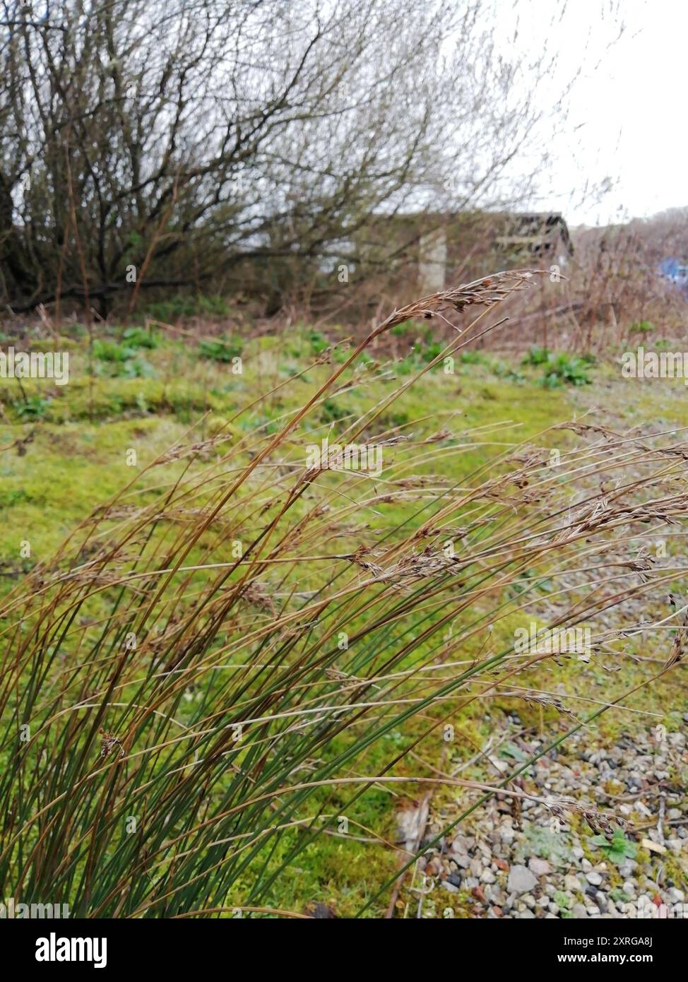 Hard Rush (Juncus inflexus) Plantae Stock Photo - Alamy