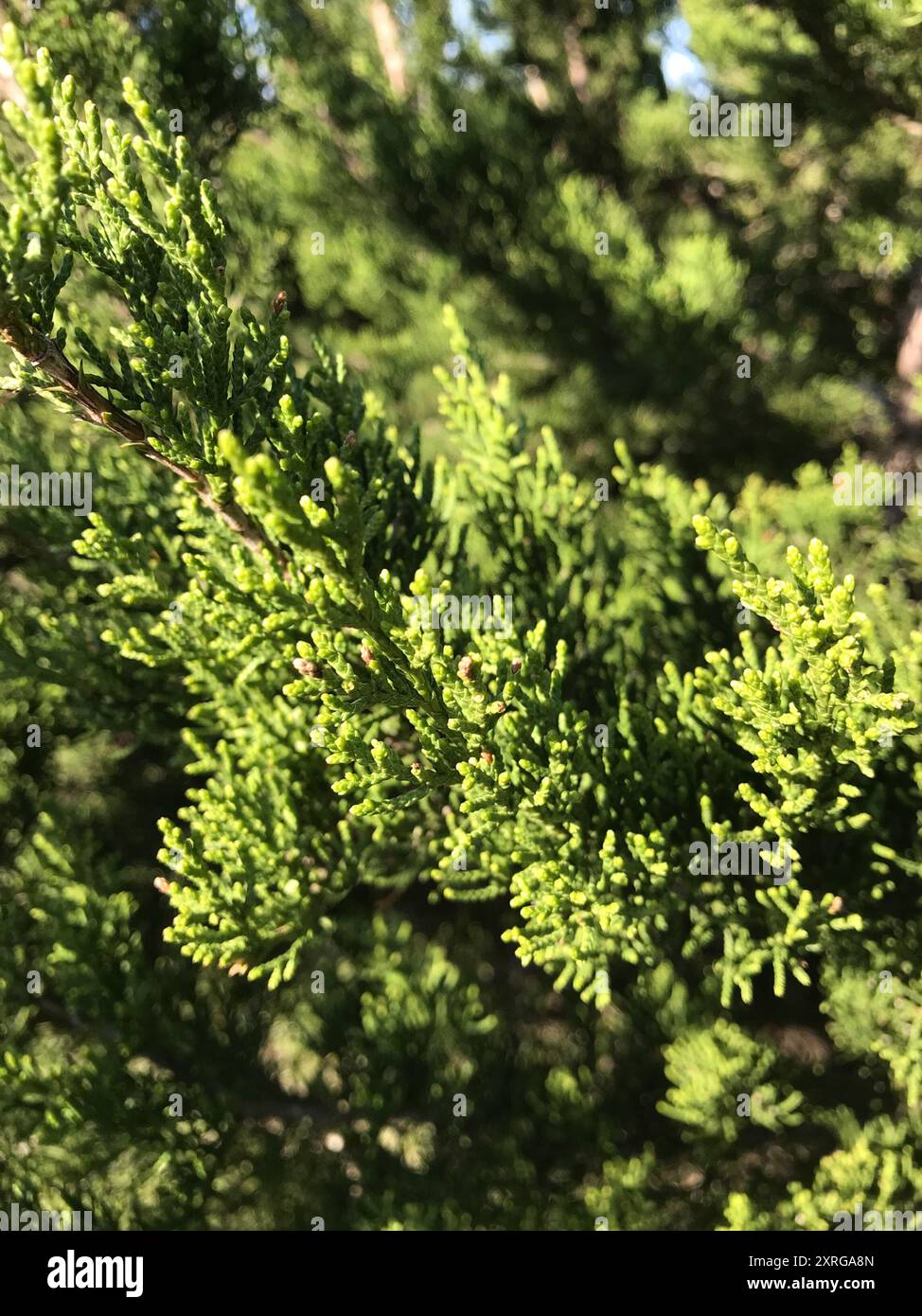 Ashe juniper (Juniperus ashei) Plantae Stock Photo - Alamy