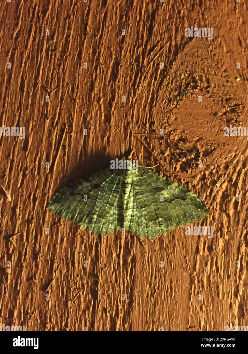 Tissue Moth (Triphosa haesitata) Insecta Stock Photo - Alamy