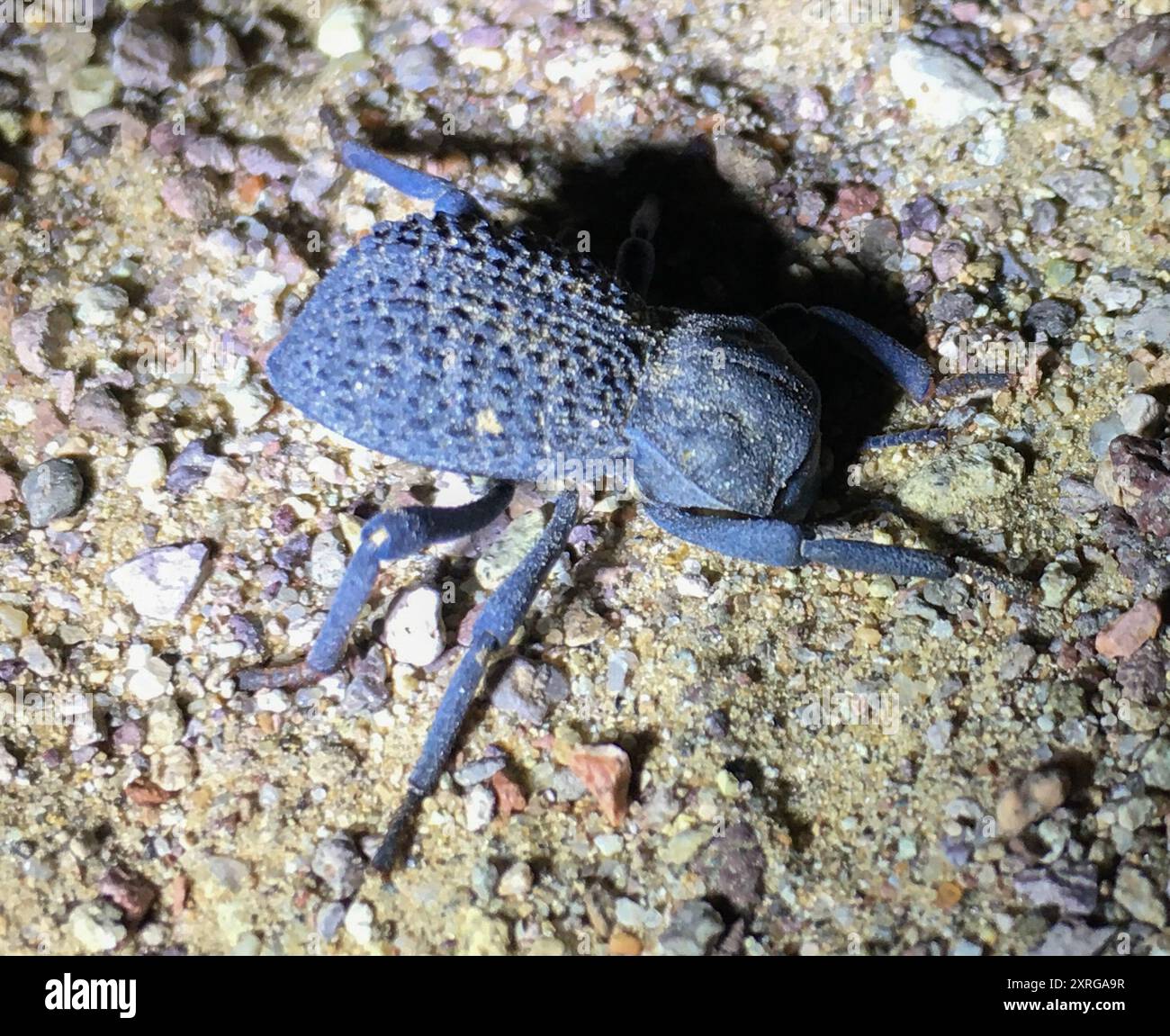 Desert Ironclad Beetle (Asbolus verrucosus) Insecta Stock Photo - Alamy