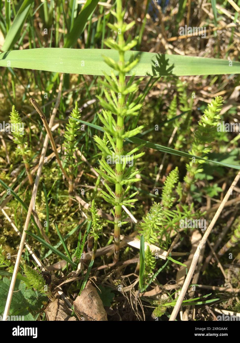 field horsetail (Equisetum arvense) Plantae Stock Photo - Alamy