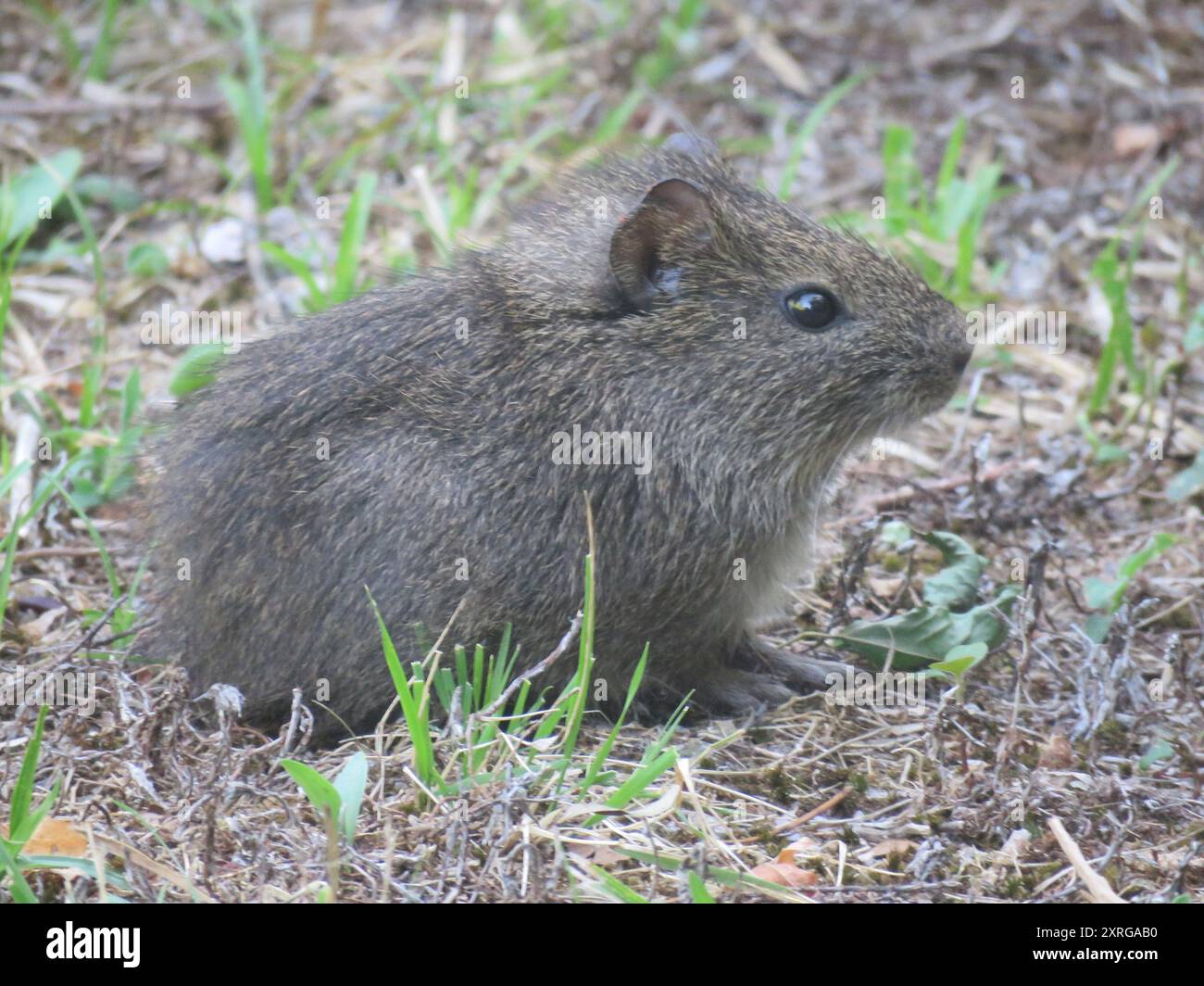 Brazilian guinea pig cavia aperea hi-res stock photography and images ...