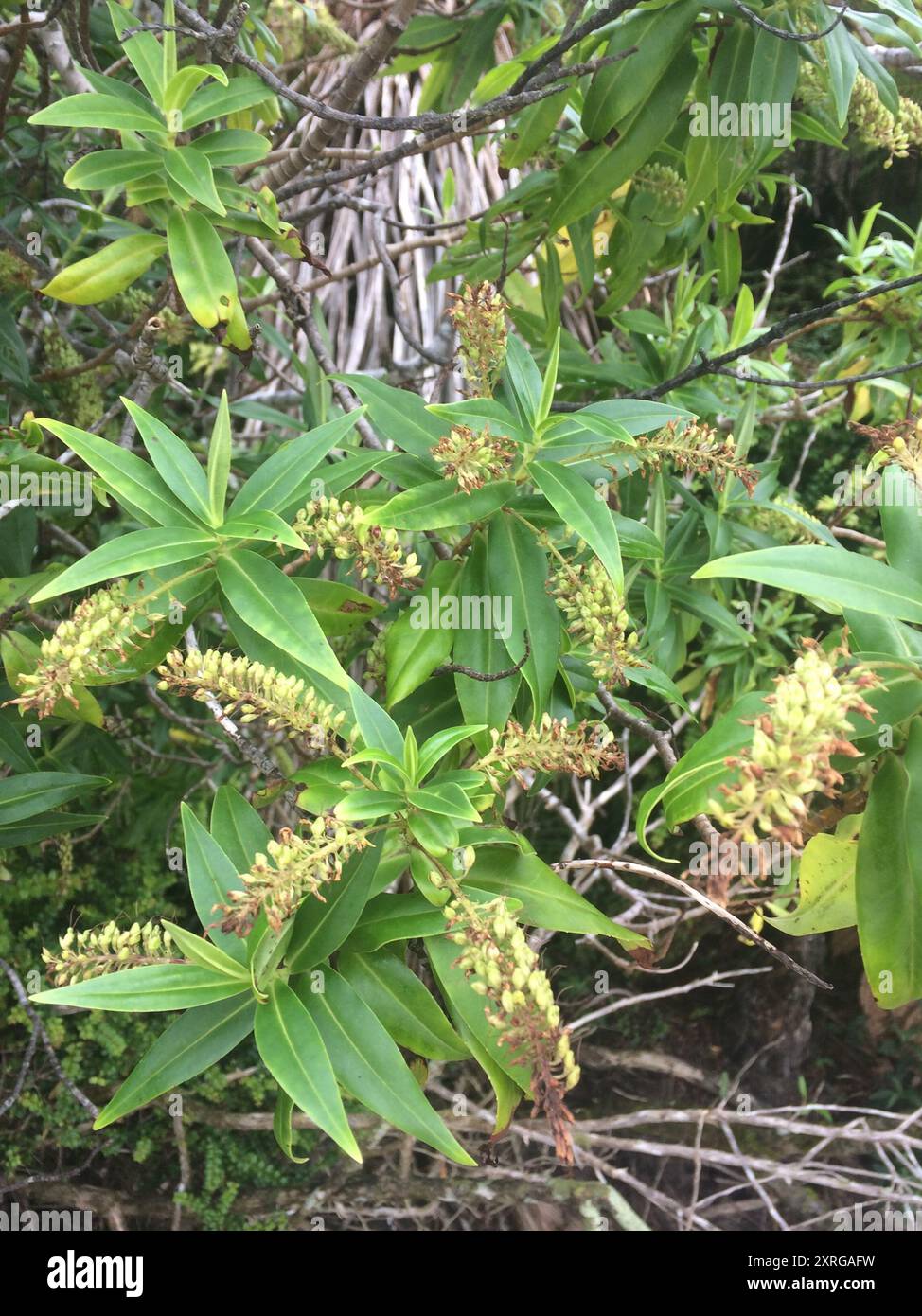 koromiko (Veronica salicifolia) Plantae Stock Photo - Alamy