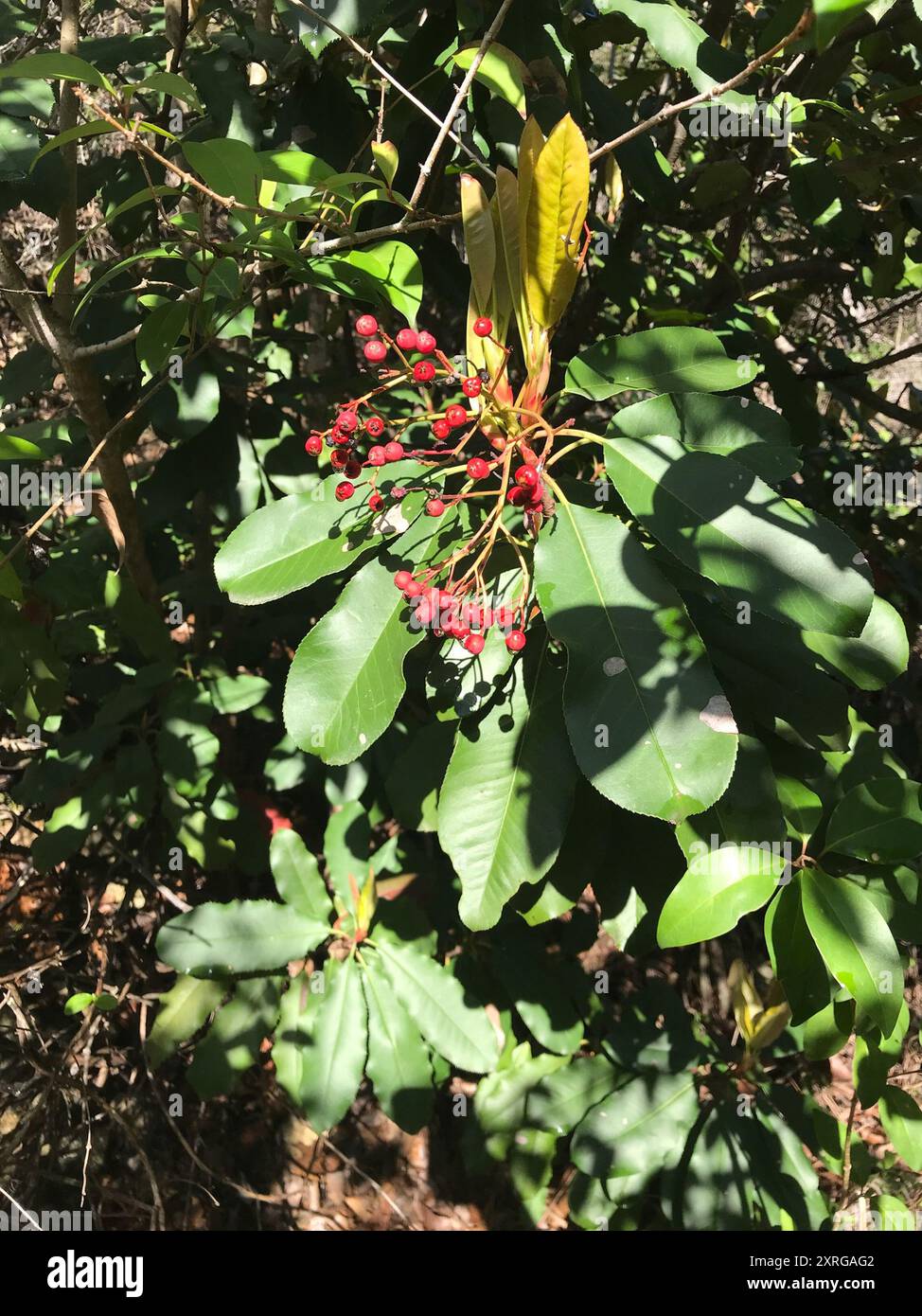Chinese Photinia (Photinia serratifolia) Plantae Stock Photo - Alamy
