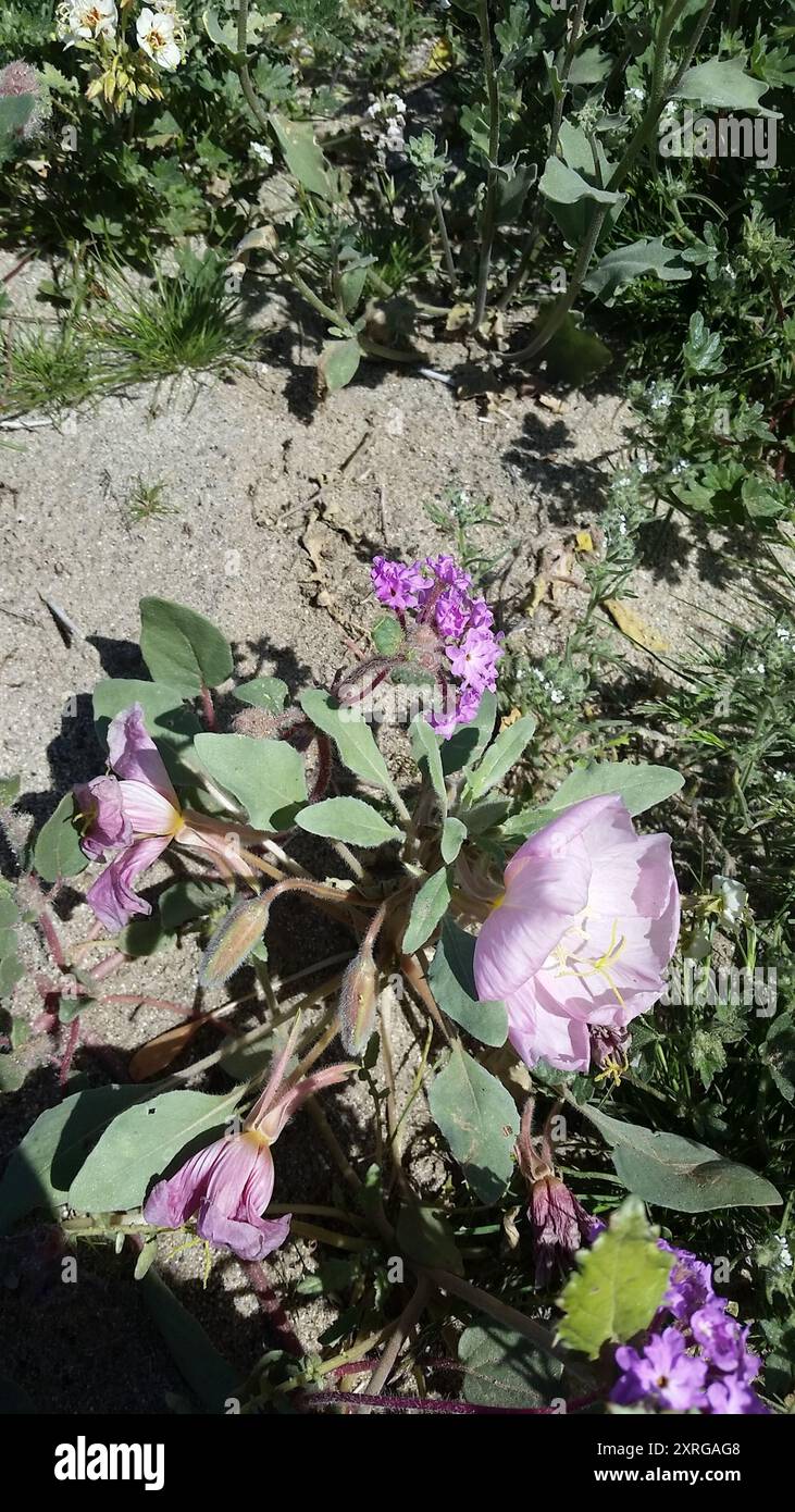 Annual Evening Primrose (Oenothera deltoides deltoides) Plantae Stock ...