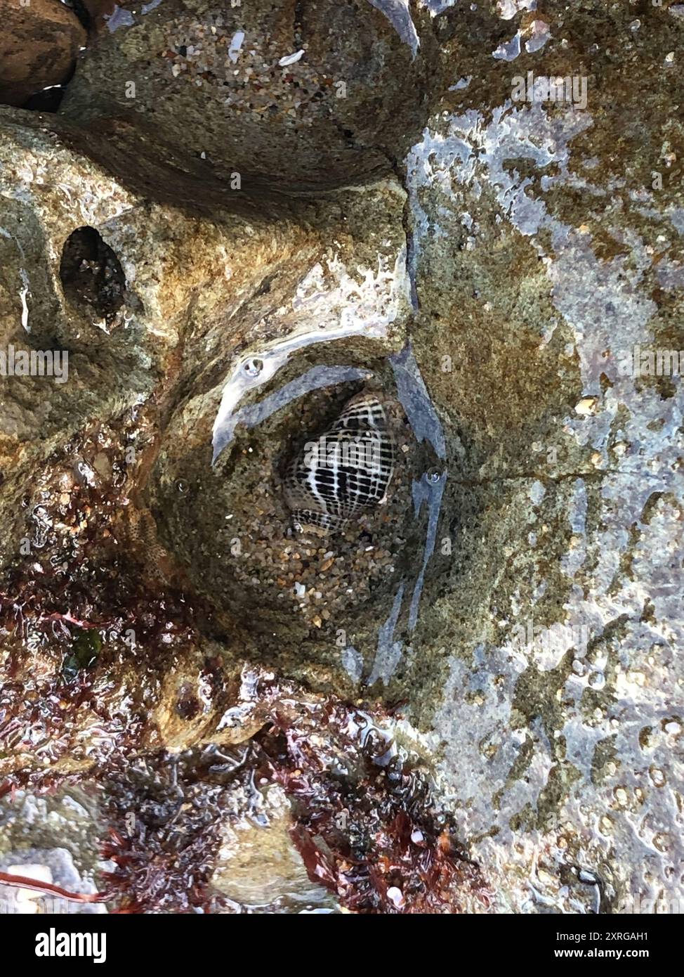 Spotted Unicorn (Acanthinucella punctulata) Mollusca Stock Photo - Alamy