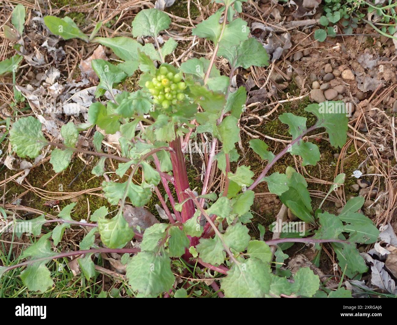 Butterweed (Packera glabella) Plantae Stock Photo - Alamy