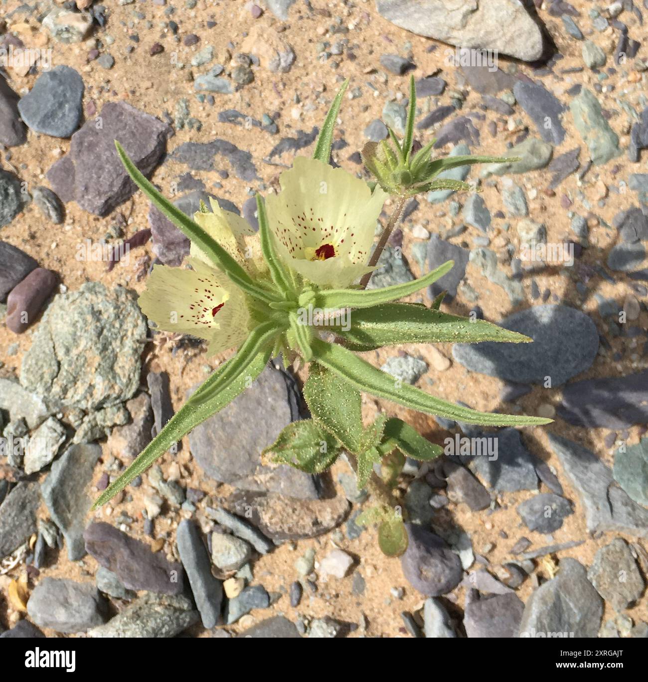 ghost flower (Mohavea confertiflora) Plantae Stock Photo - Alamy
