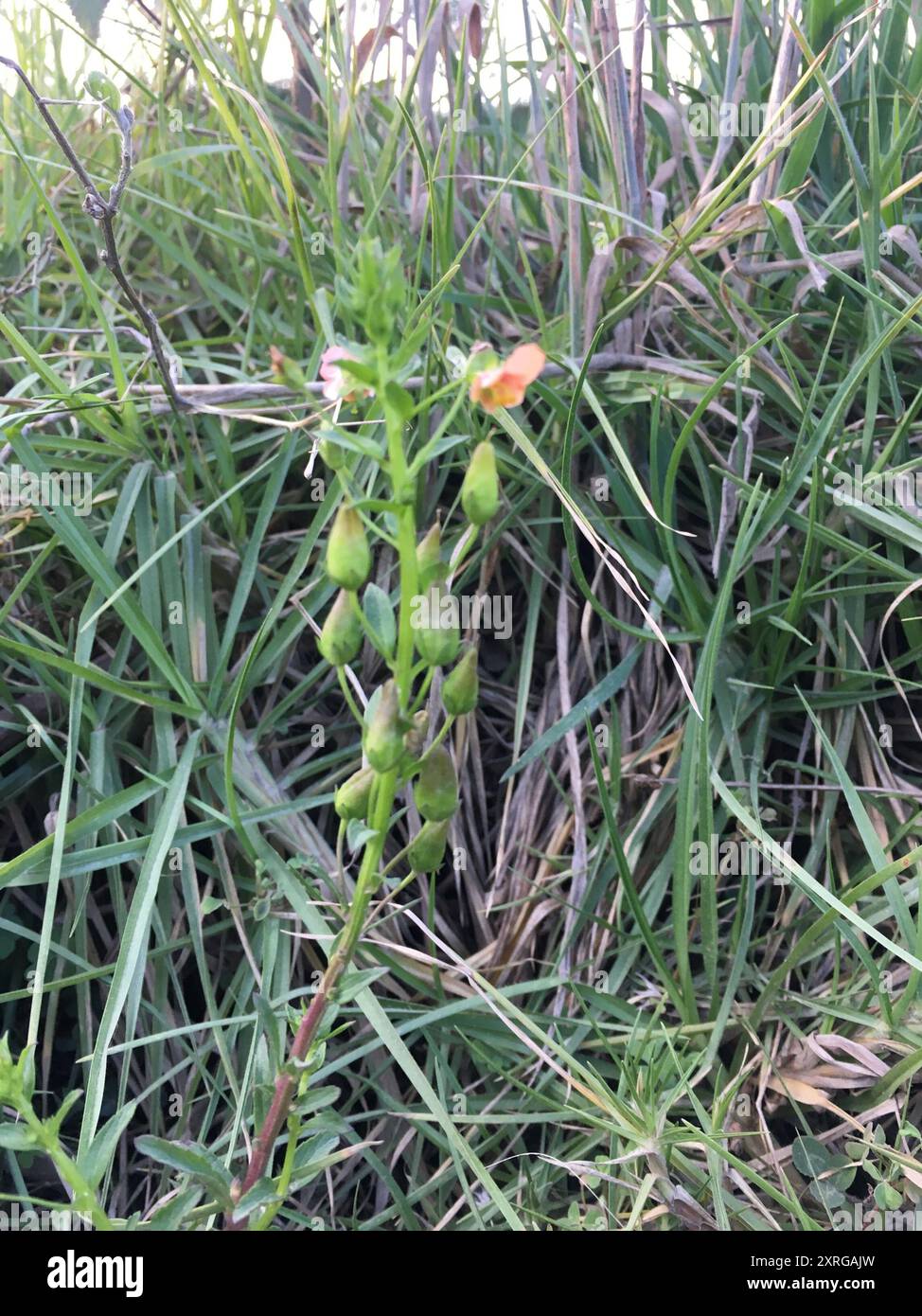Mask Flower (Alonsoa meridionalis) Plantae Stock Photo - Alamy
