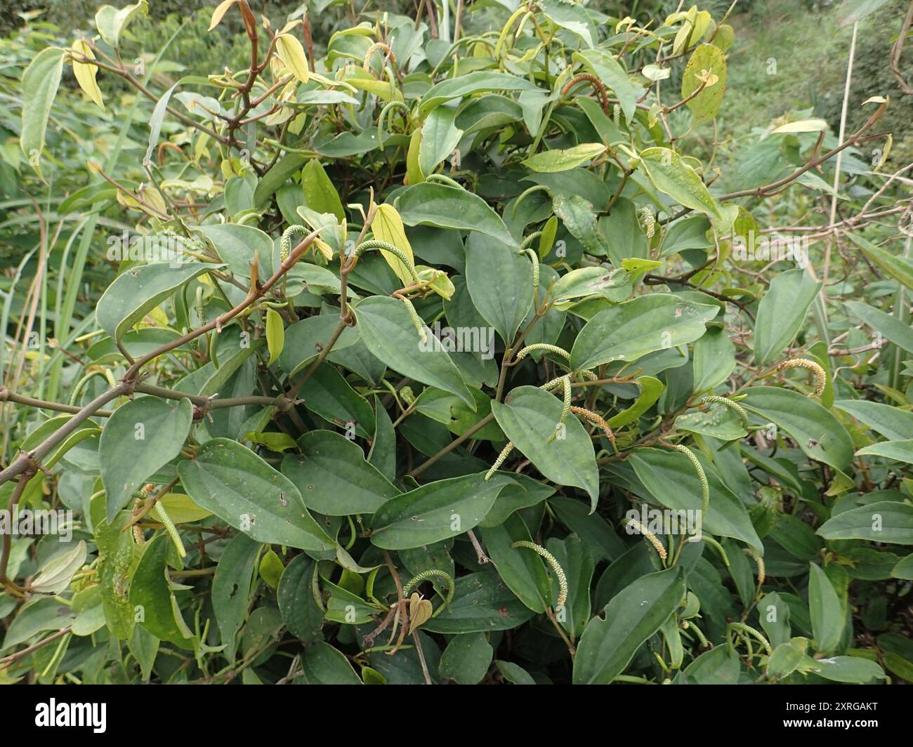 Japanese pepper (Piper kadsura) Plantae Stock Photo - Alamy