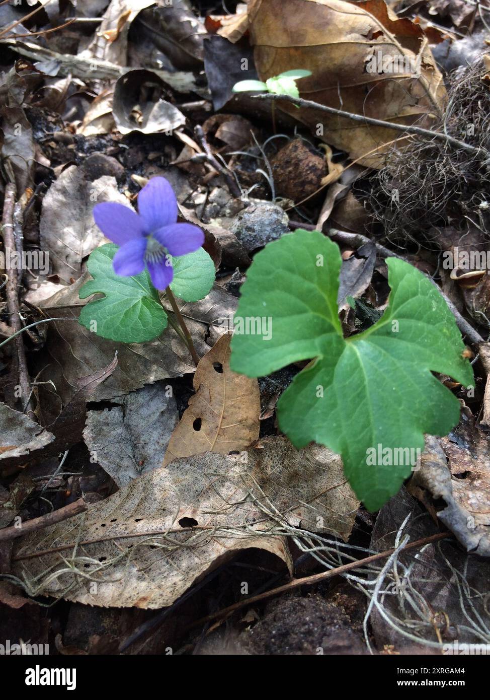 three-lobed violet (Viola palmata) Plantae Stock Photo - Alamy