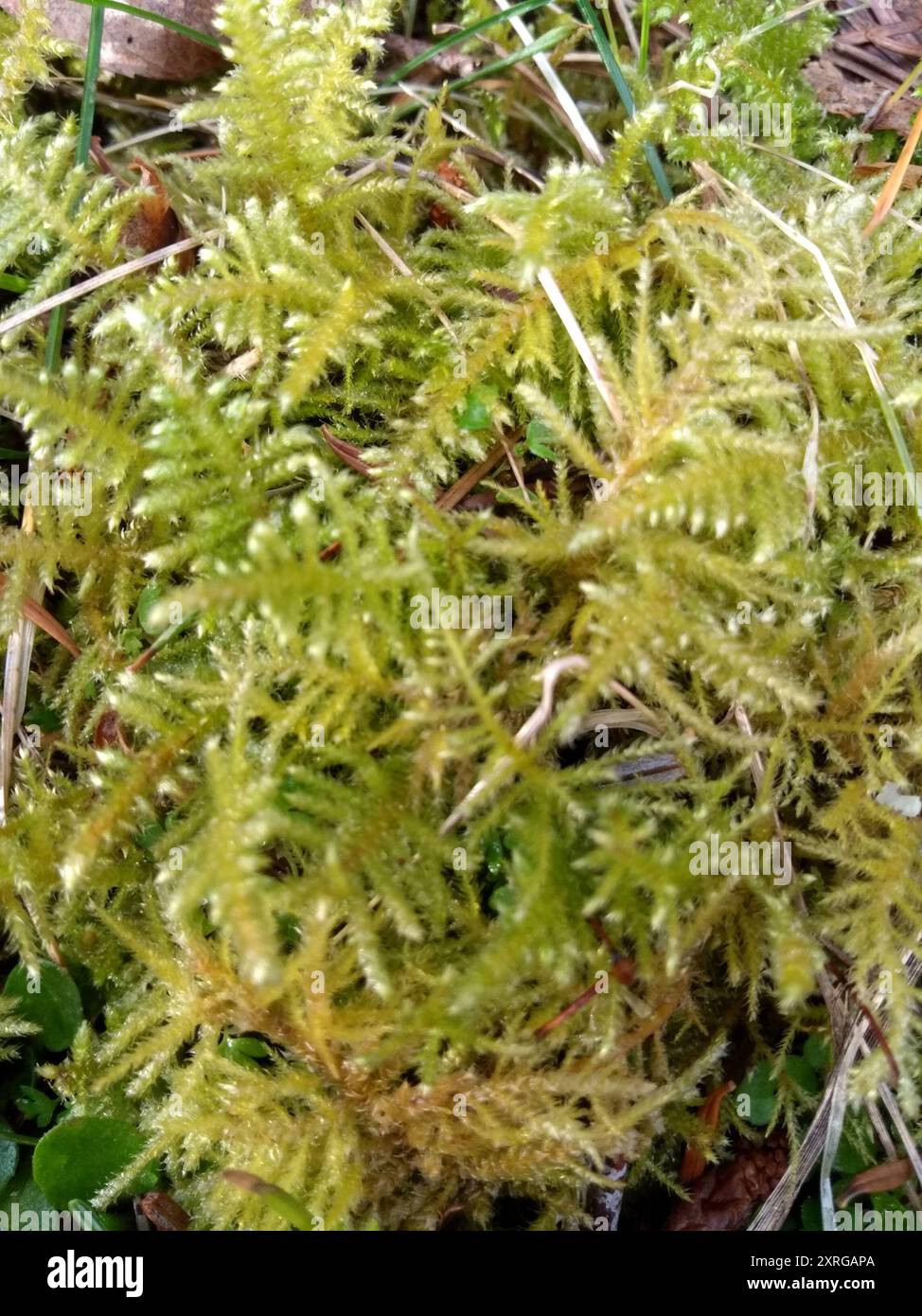 Oregon Beaked Moss (Kindbergia oregana) Plantae Stock Photo - Alamy
