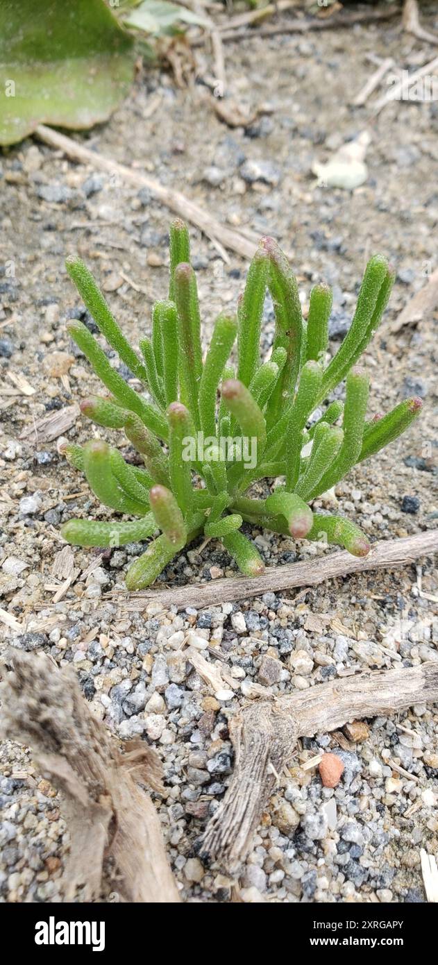 Slender Iceplant (Mesembryanthemum nodiflorum) Plantae Stock Photo - Alamy