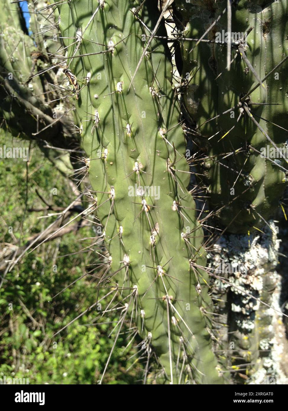 Stetsonia hi-res stock photography and images - Alamy