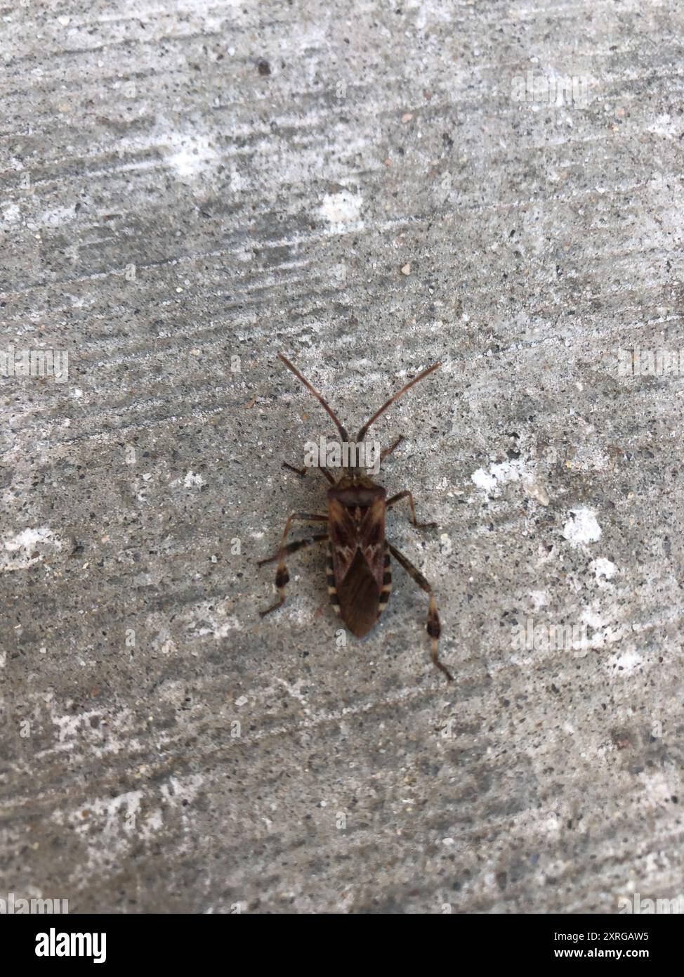 Western Conifer Seed Bug (Leptoglossus occidentalis) Insecta Stock ...
