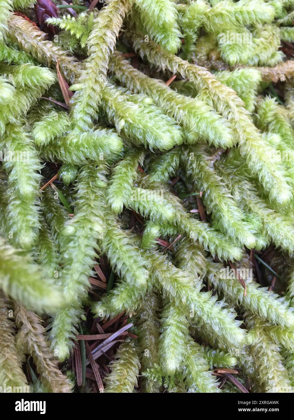 Pipecleaner Moss (Rhytidiopsis robusta) Plantae Stock Photo - Alamy