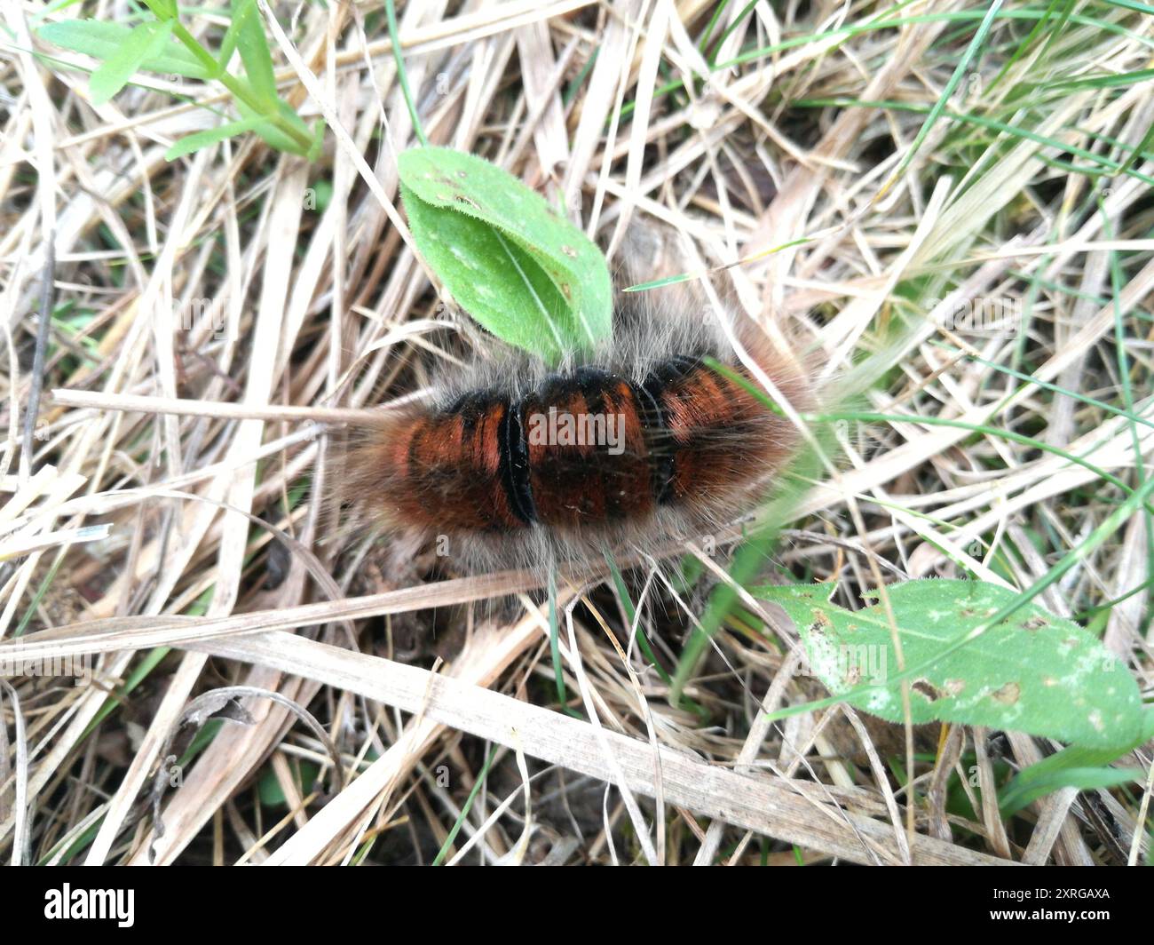 Fox Moth (Macrothylacia rubi) Insecta Stock Photo - Alamy