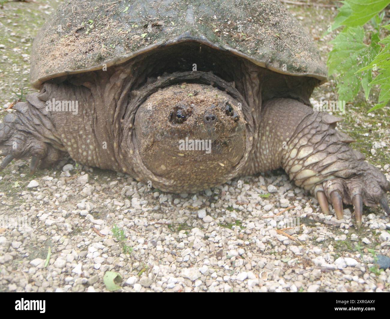 Common Snapping Turtle (Chelydra serpentina) Reptilia Stock Photo - Alamy