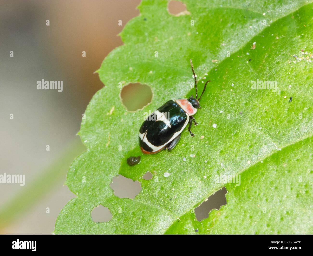 Alagoasa hi-res stock photography and images - Alamy