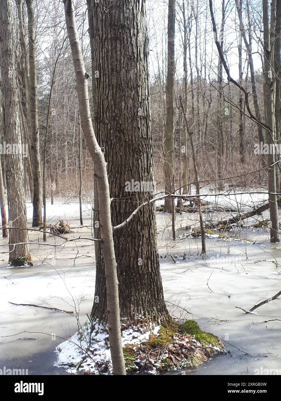 swamp white oak (Quercus bicolor) Plantae Stock Photo - Alamy