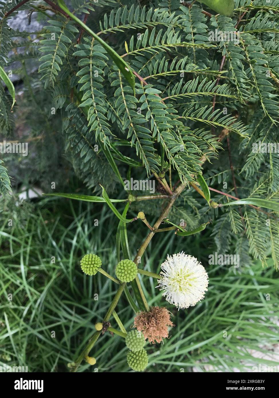 White leadtree (Leucaena leucocephala) Plantae Stock Photo - Alamy